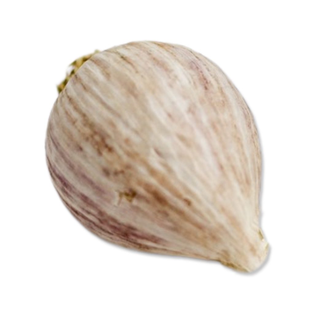 Special Roots - Papa Jim's Botanica