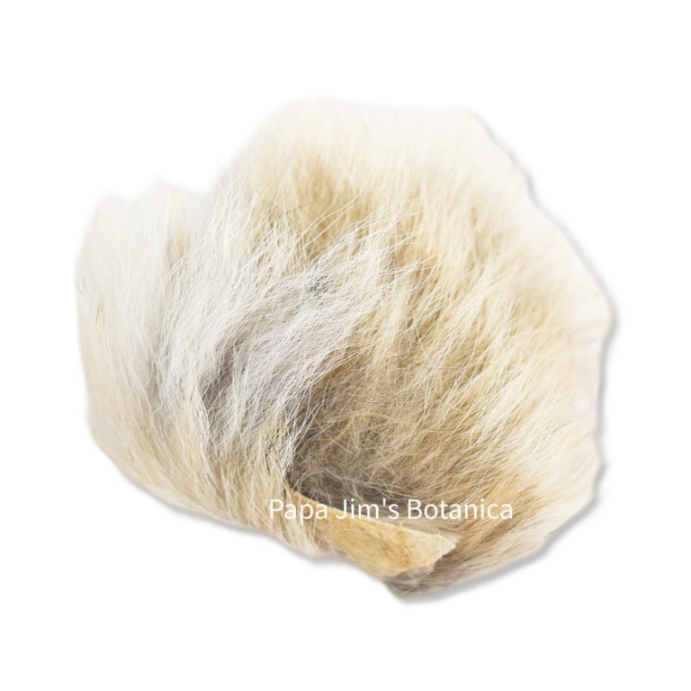COYOTE SKIN - Papa Jim's Botanica